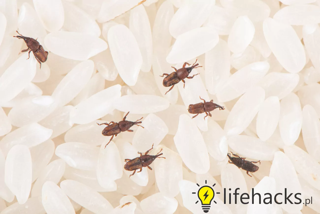 Brązowe robaki w domu? Wiemy, co to za szkodniki i jak się ich pozbyć